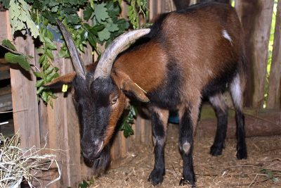 Goat Body Language FAQ - Goat Journal